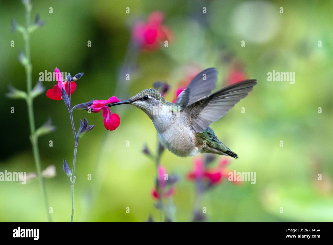 Closeup of a very fat Ruby-throated Hummingbird in flight and feeding ...