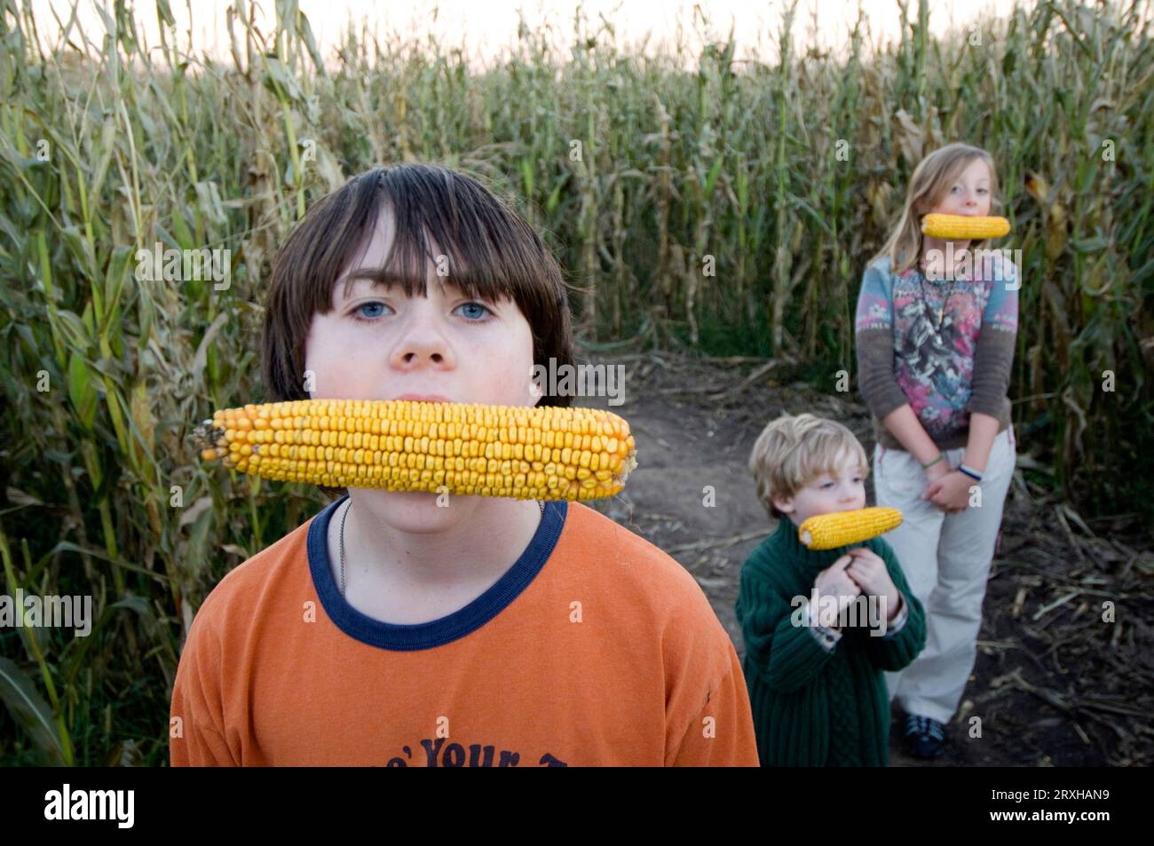Children play with corn in a cornfield; Roca, Nebraska, United States ...