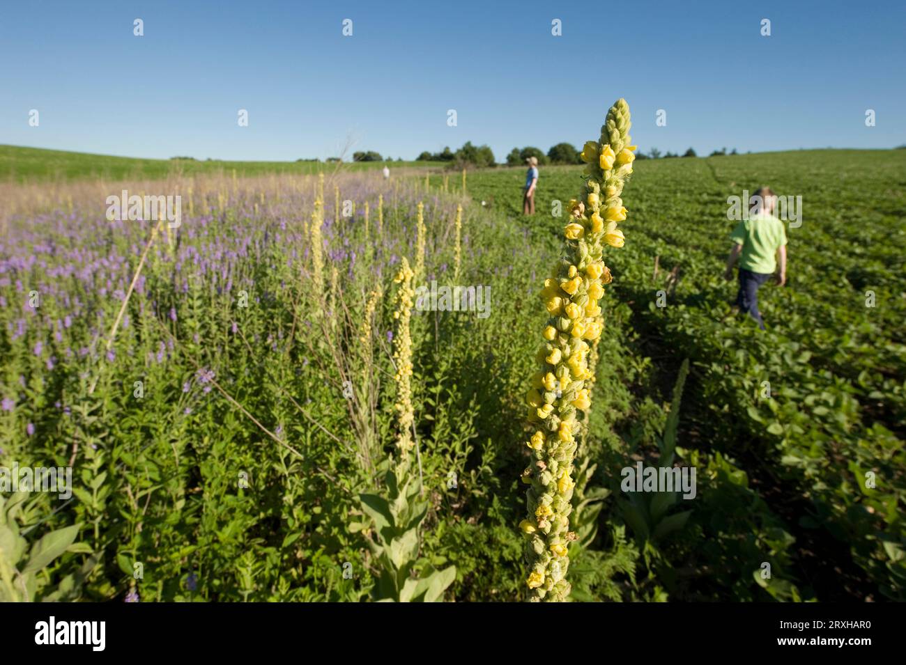 Two children walk through a soybean field; Ceresco, Nebraska, United ...