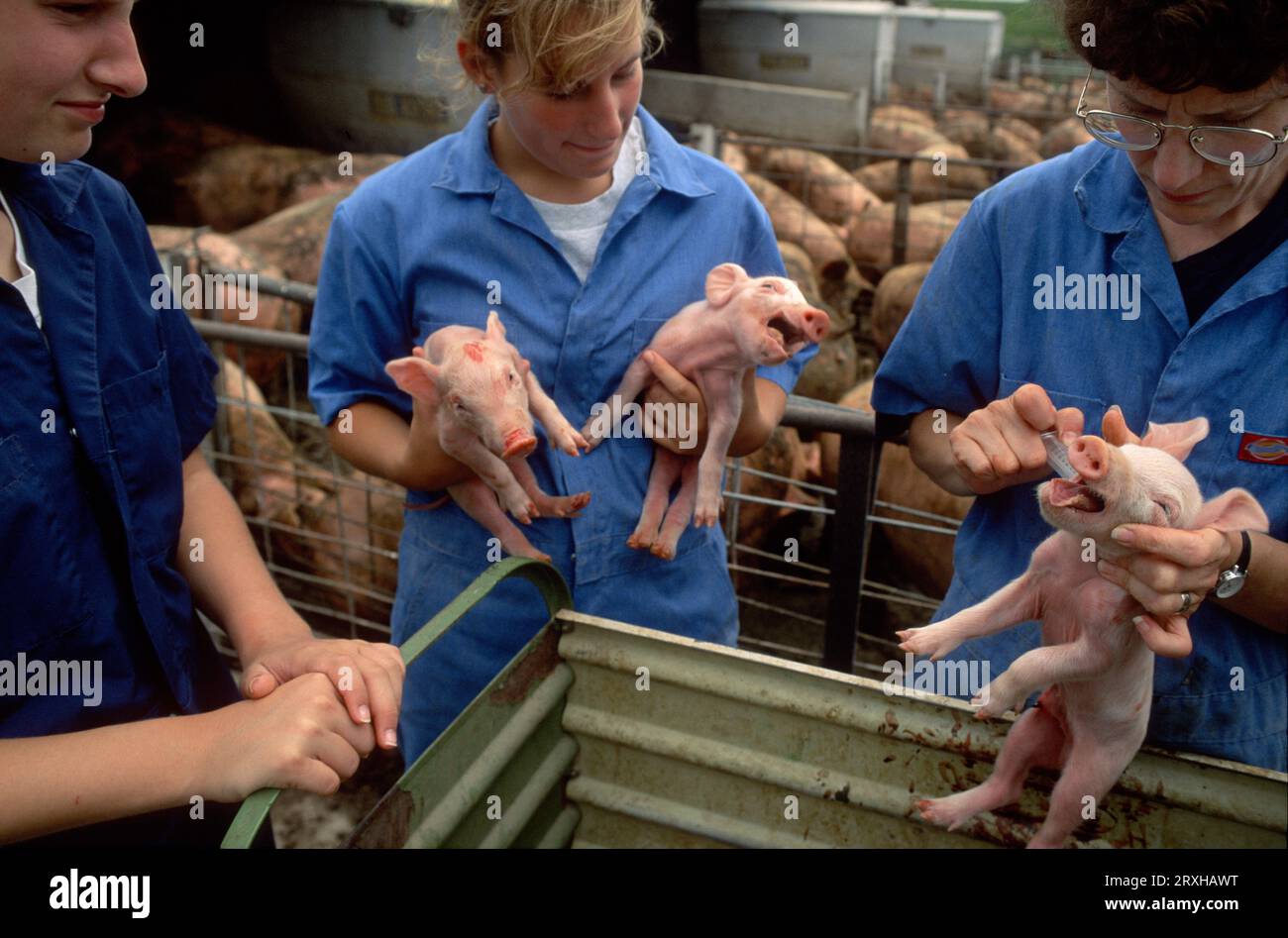 Woman and her daughters work with piglets; Bennet, Nebraska, United ...