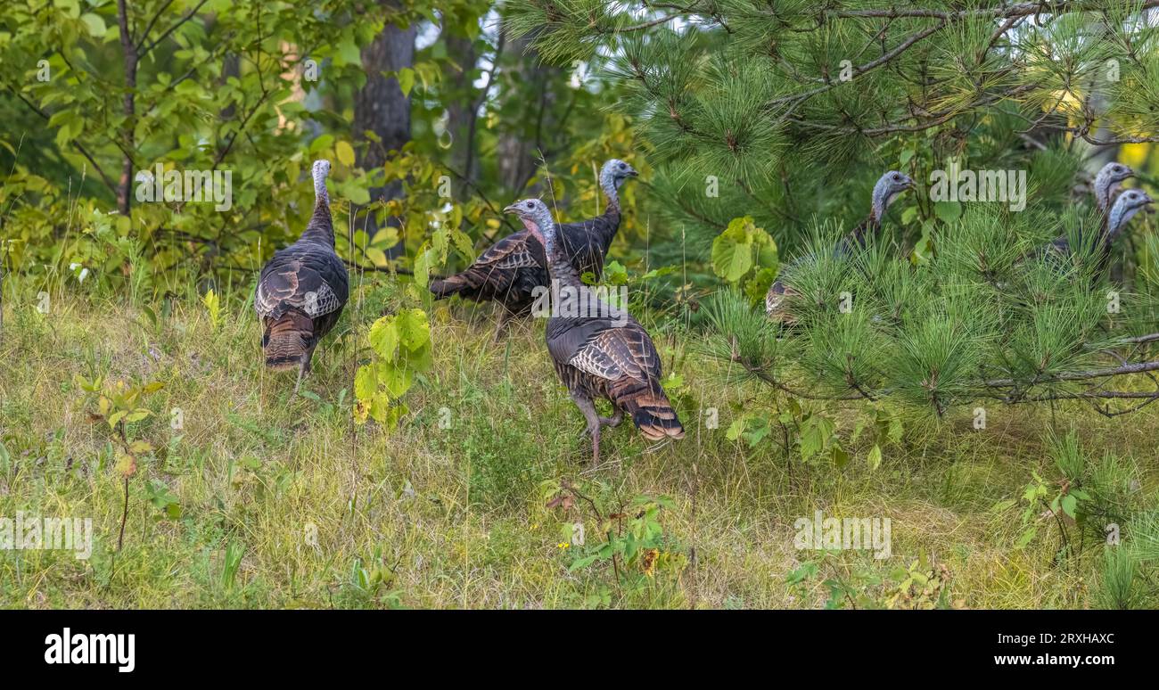 Flock of wild turkeys in northern Wisconsin Stock Photo - Alamy