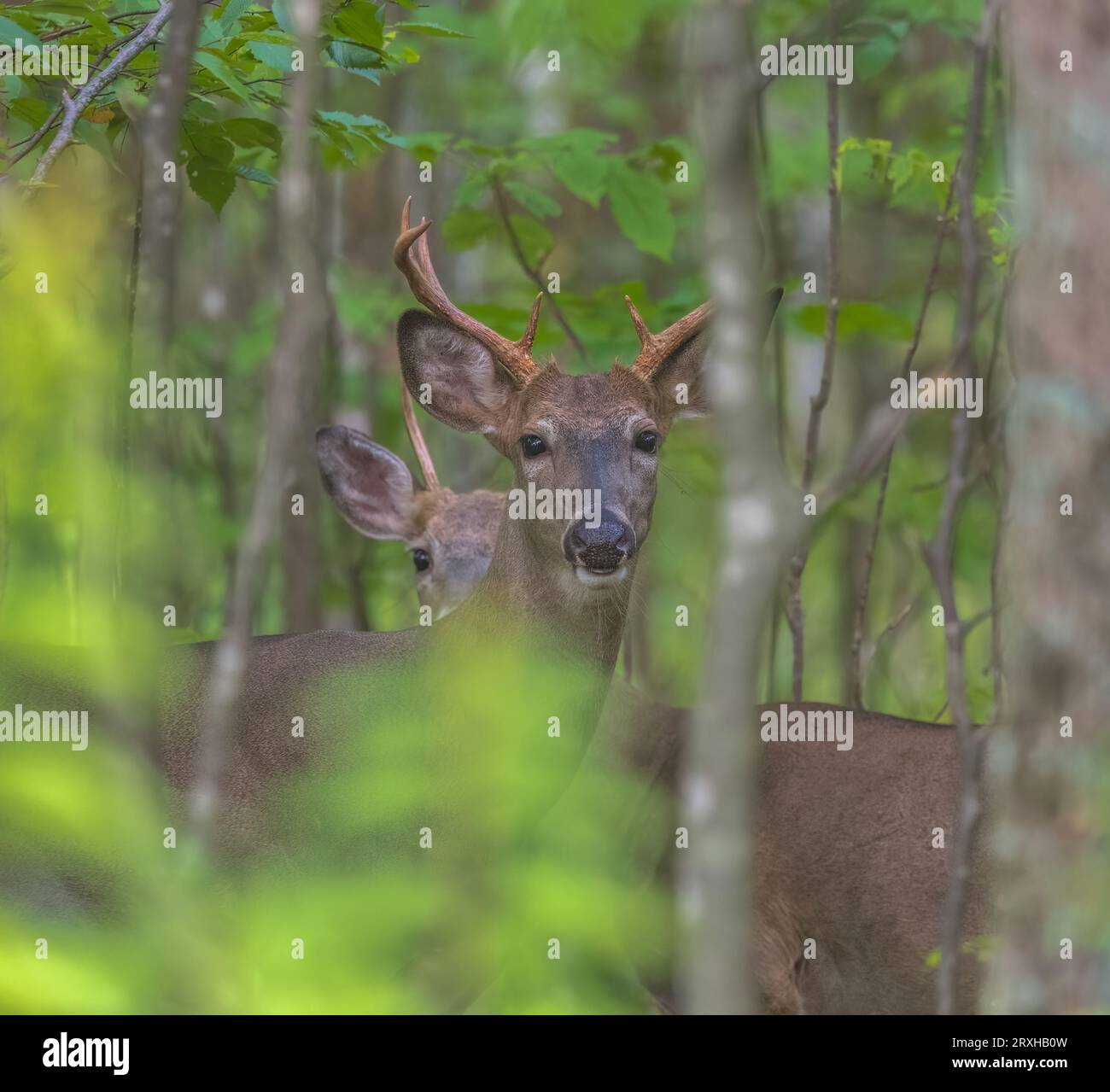 8 point buck white tailed deer hi-res stock photography and images - Alamy