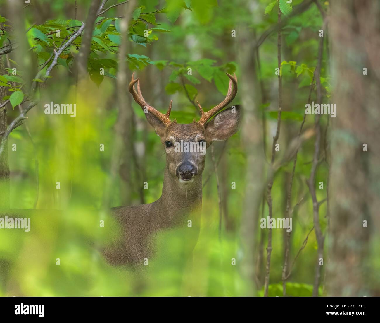 White-tailed buck chewing his cud in a northern Wisconsin woodland ...