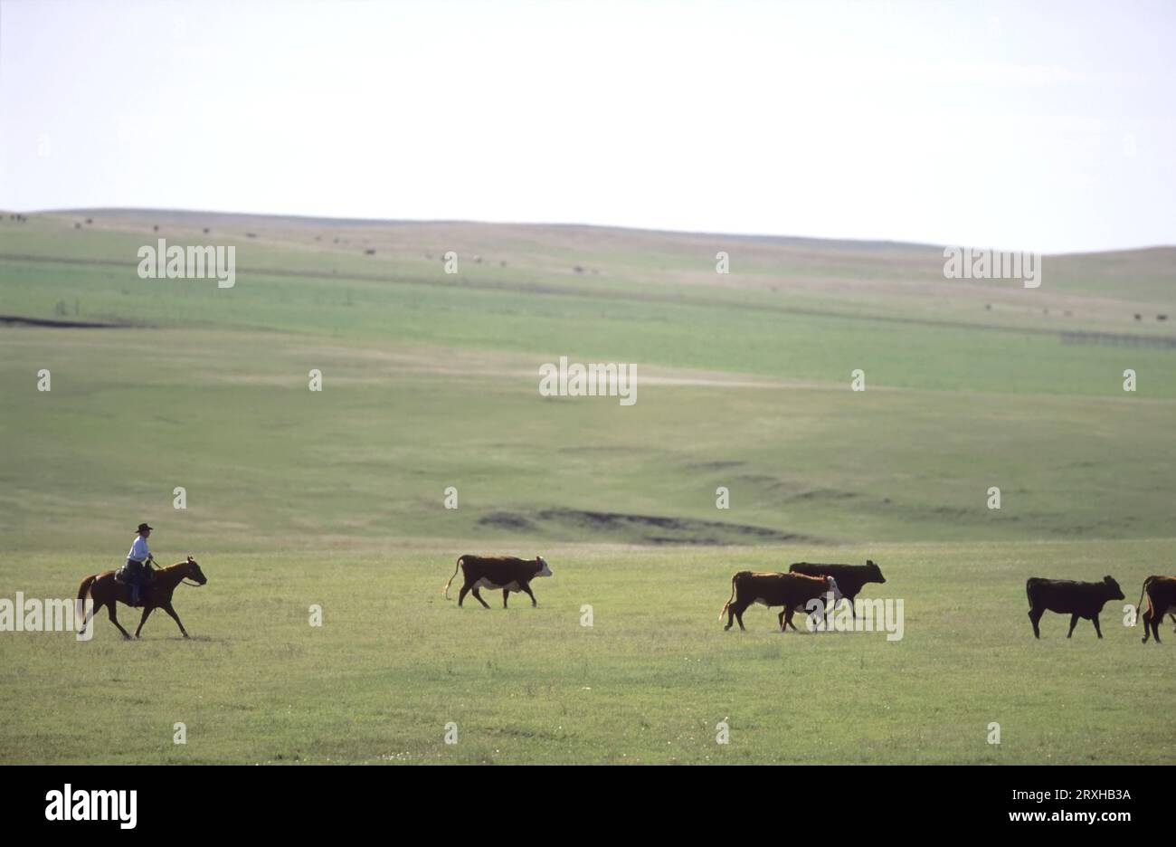 Cowboys rounding up cattle hi-res stock photography and images - Alamy