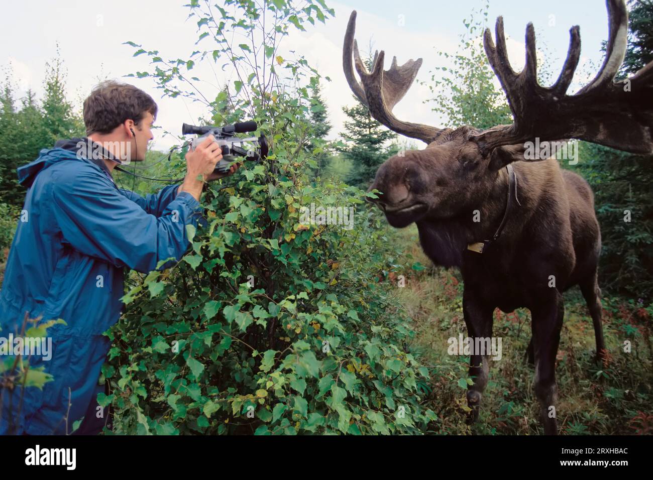 Cameraman films an adult hand-raised moose (Alces ales) in Kenai ...