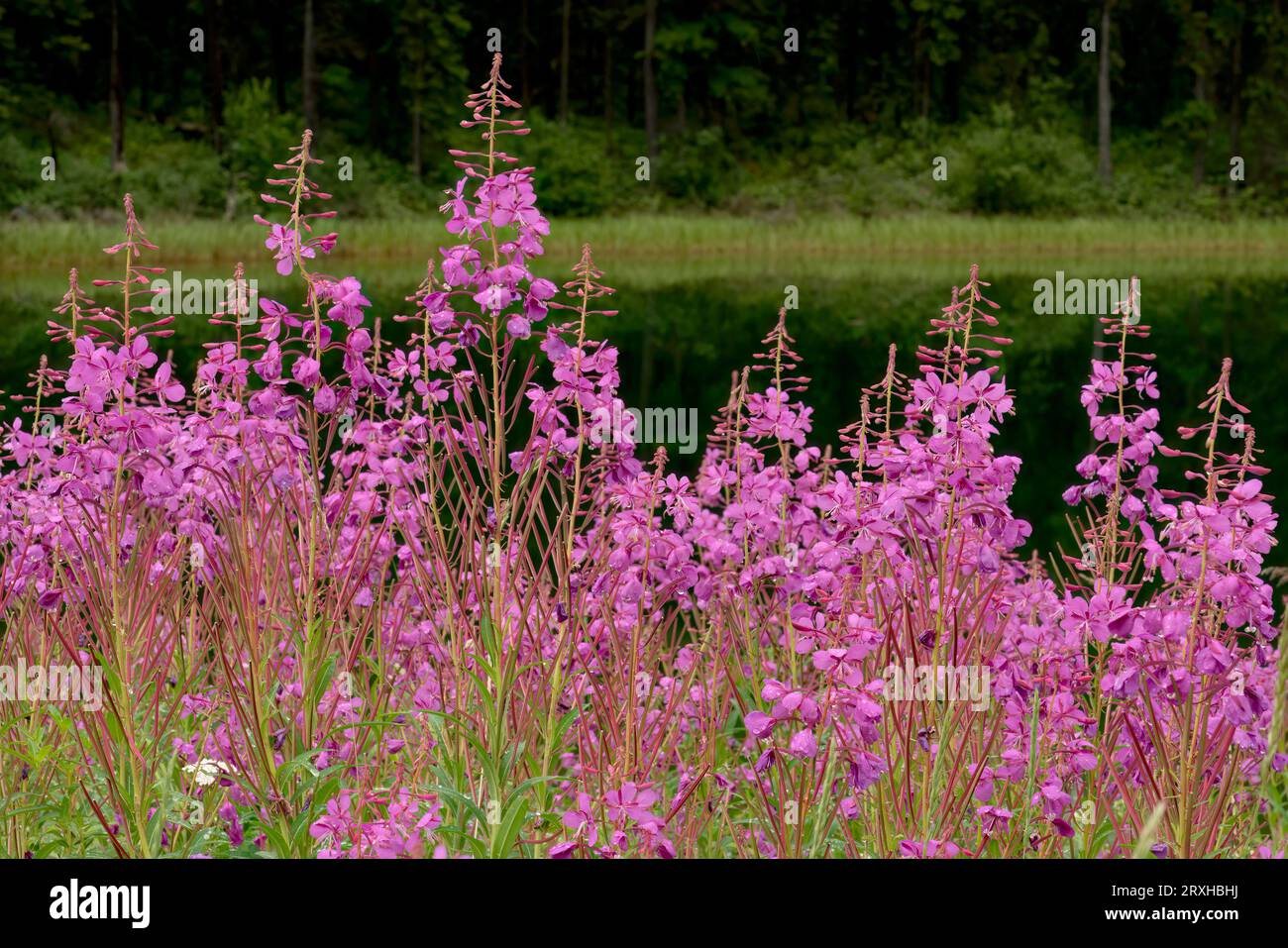 Floral emblem of yukon hi-res stock photography and images - Alamy