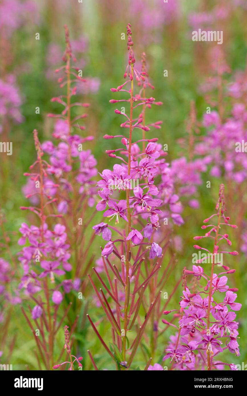 Yukon's official flower, the Fireweed Stock Photo - Alamy