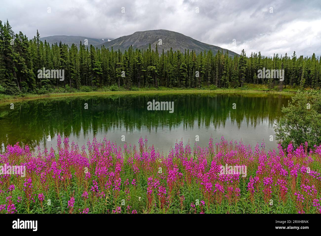 Fireweed (Chamaenerion angustifolium), Yukon's official flower ...