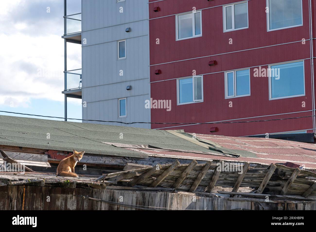 Urban fox (Vulpes) sitting on a rooftop in downtown Whitehorse, eyeing ...