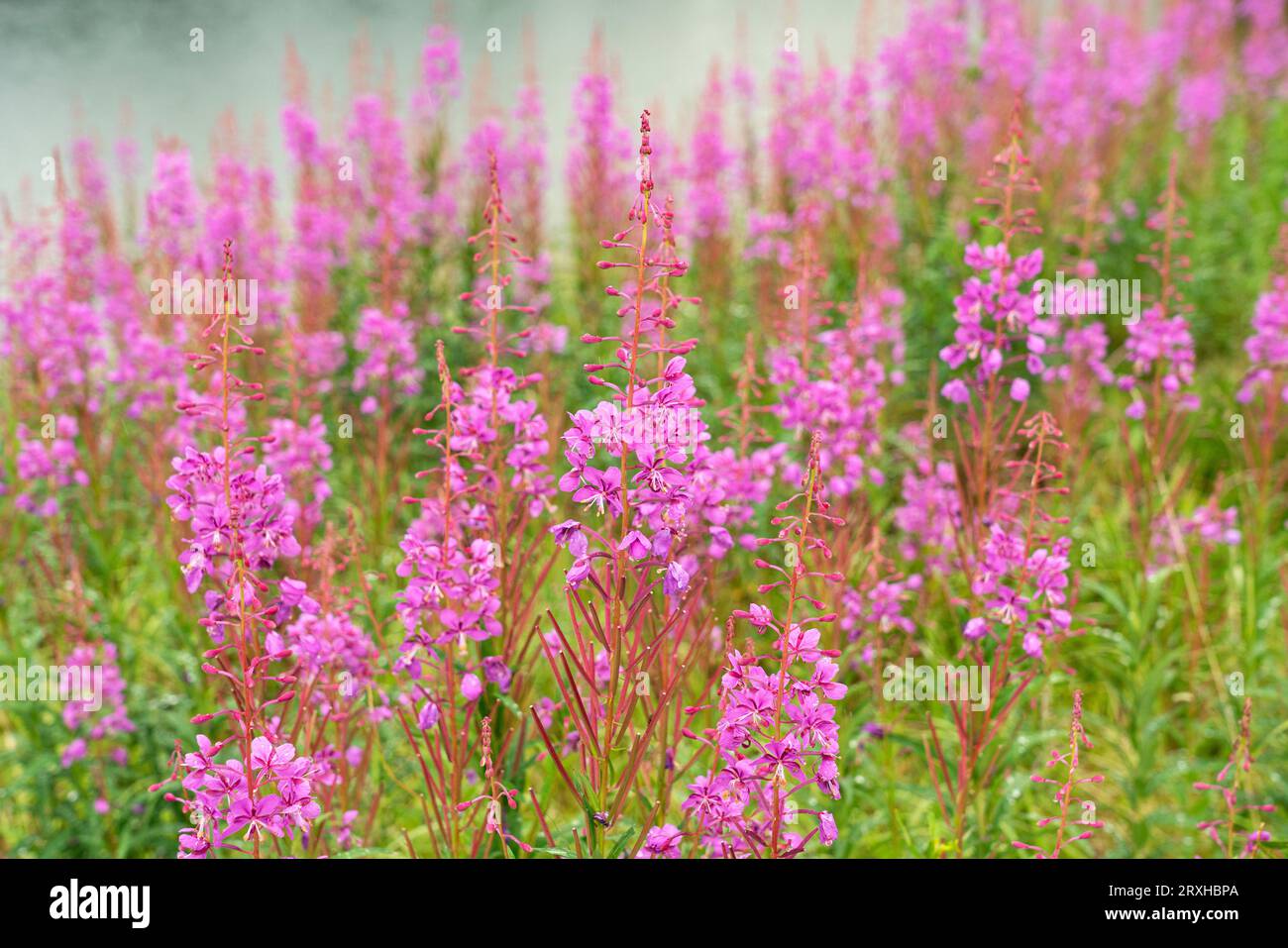 Yukons hi-res stock photography and images - Alamy