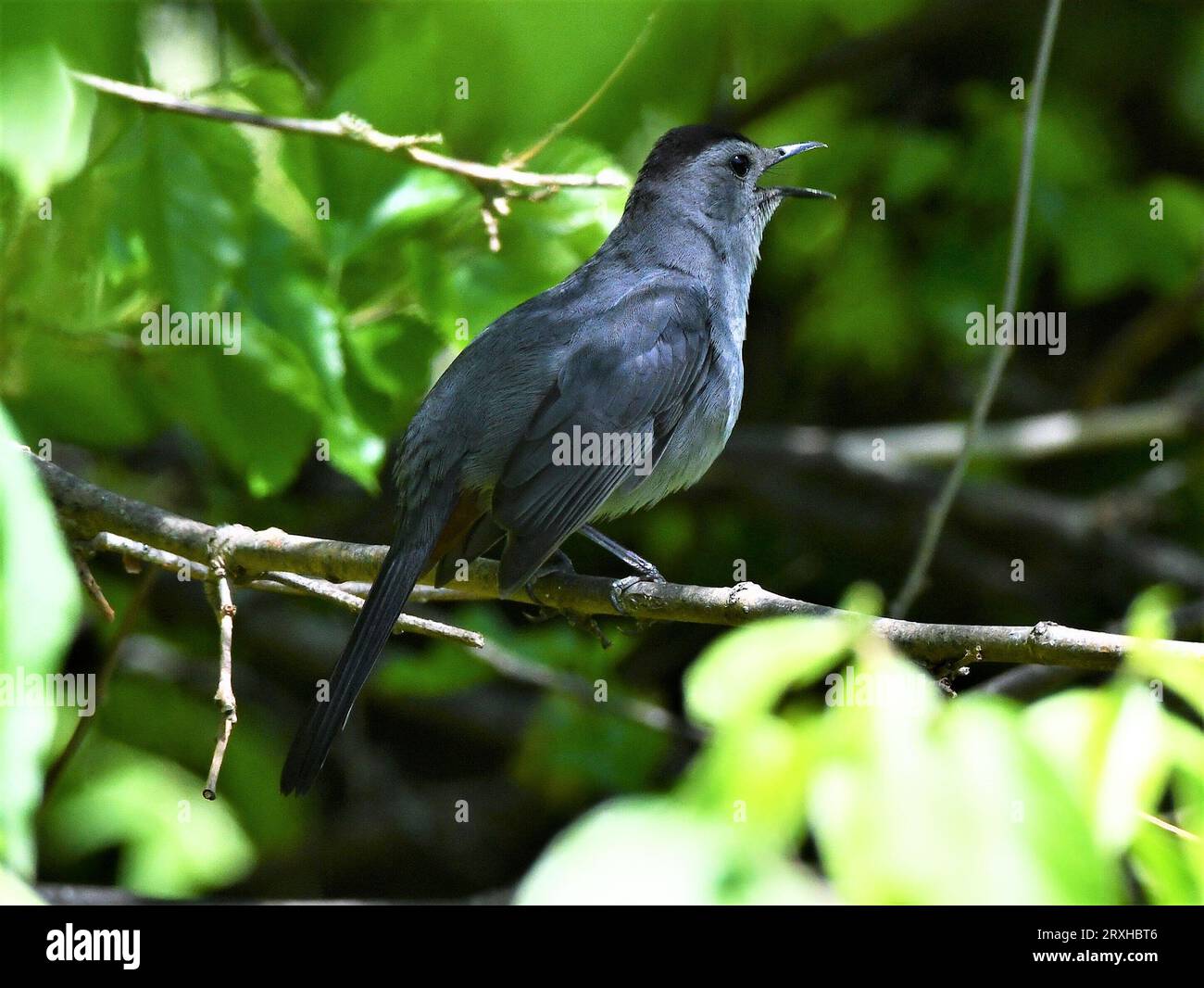 Black catbird hi-res stock photography and images - Alamy