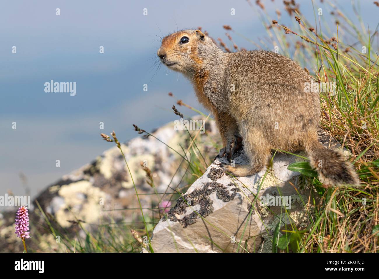 Richardson Ground Squirrel (Urocitellus richardsonii), also known as a Siqsiq, seen along the ...