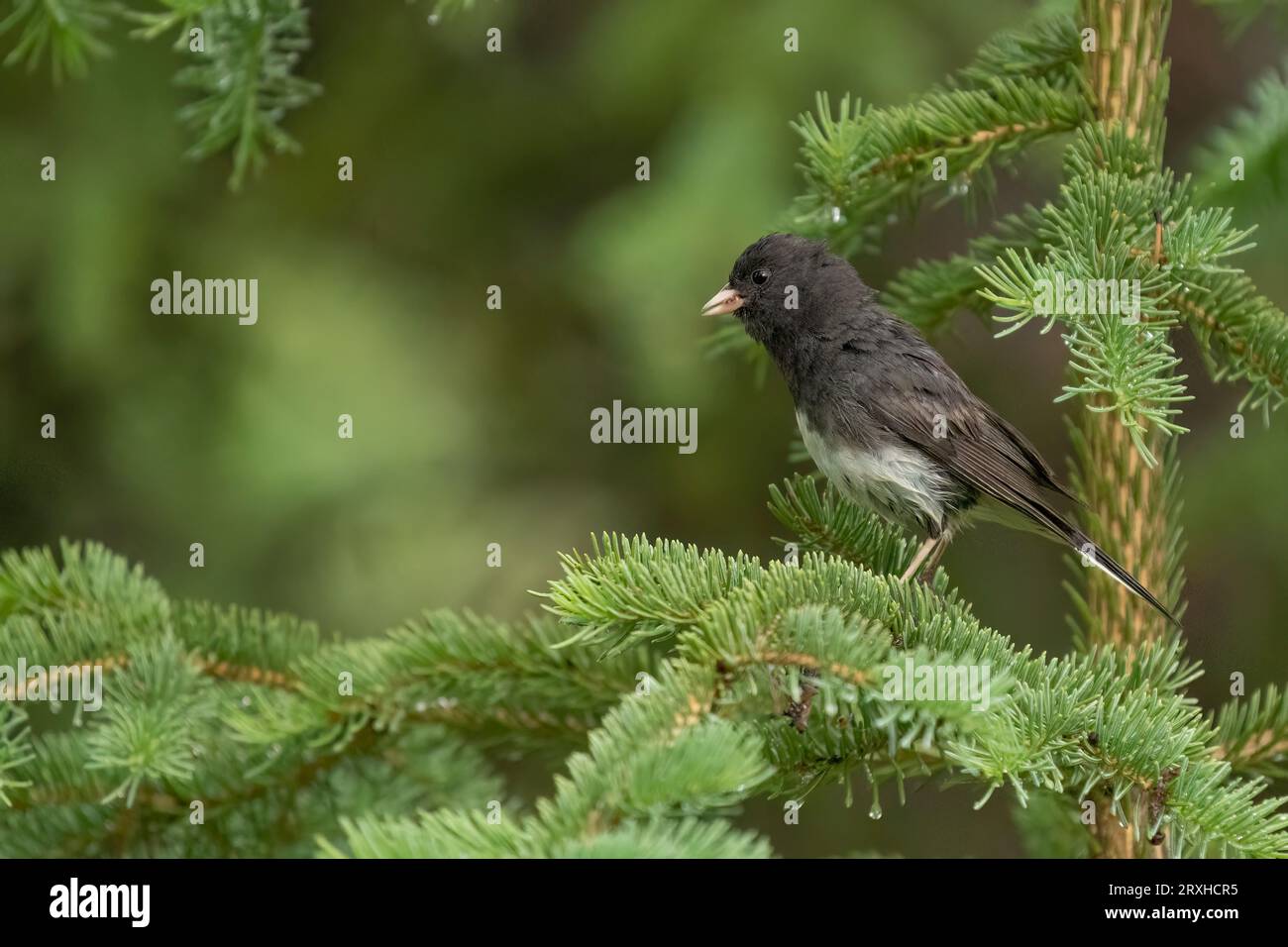 Photography small bird in tree hi-res stock photography and images - Alamy