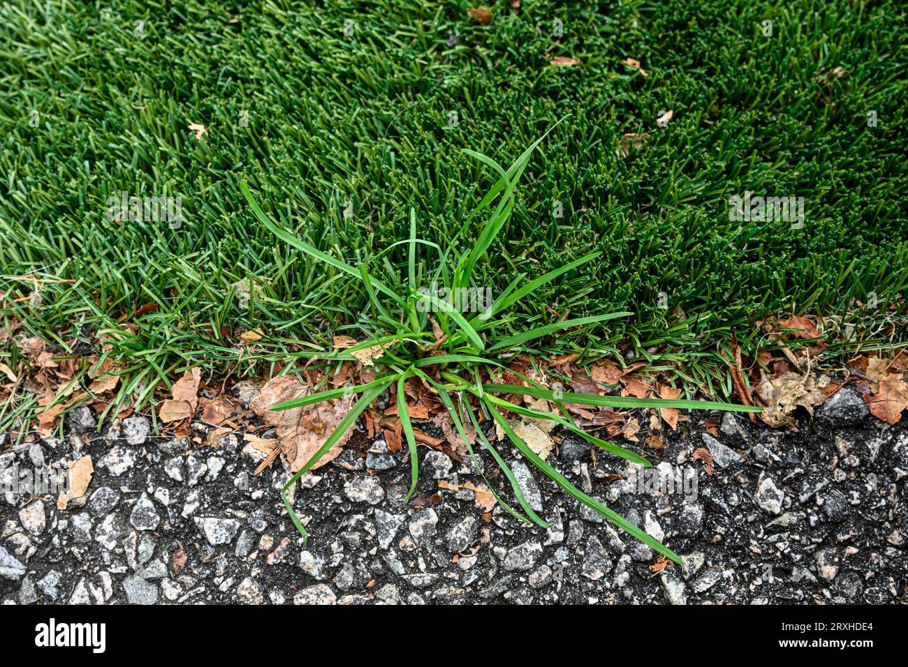 Real grass grows as weed at edge of artificial turf Stock Photo - Alamy
