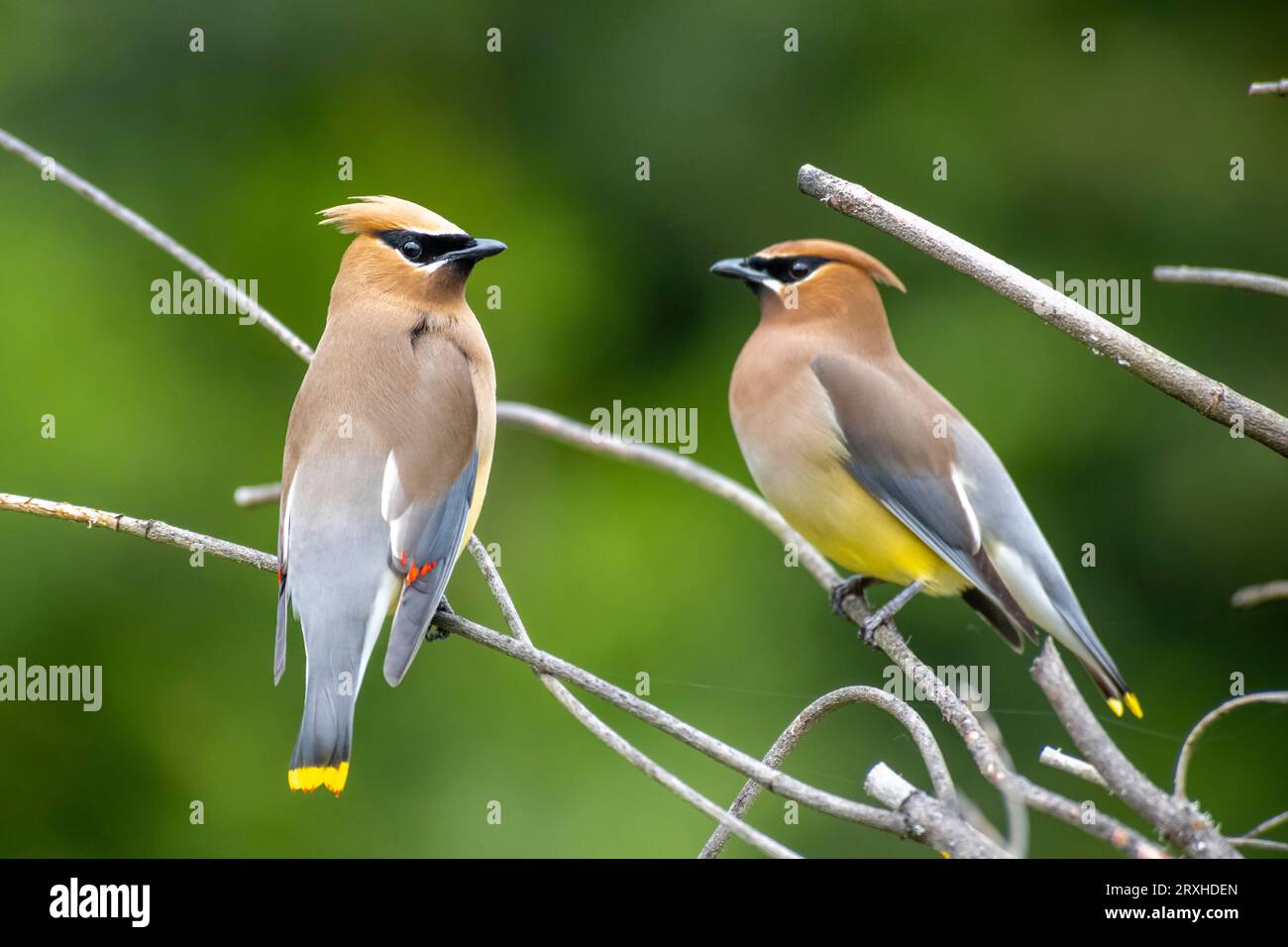 Two waxwings hi-res stock photography and images - Alamy