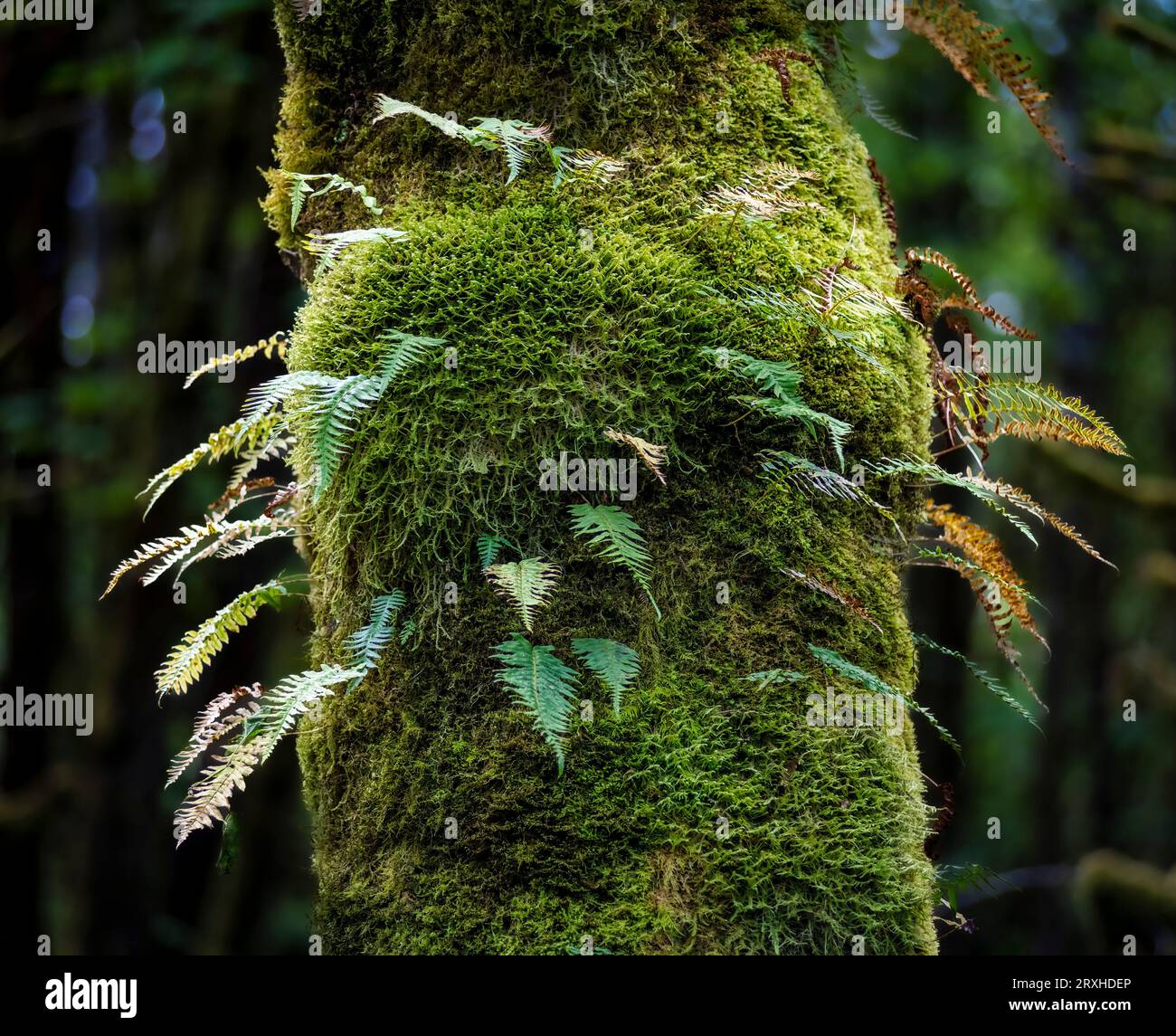 Ferns and moss growing from the trunk of a large leaf Maple tree in wet ...