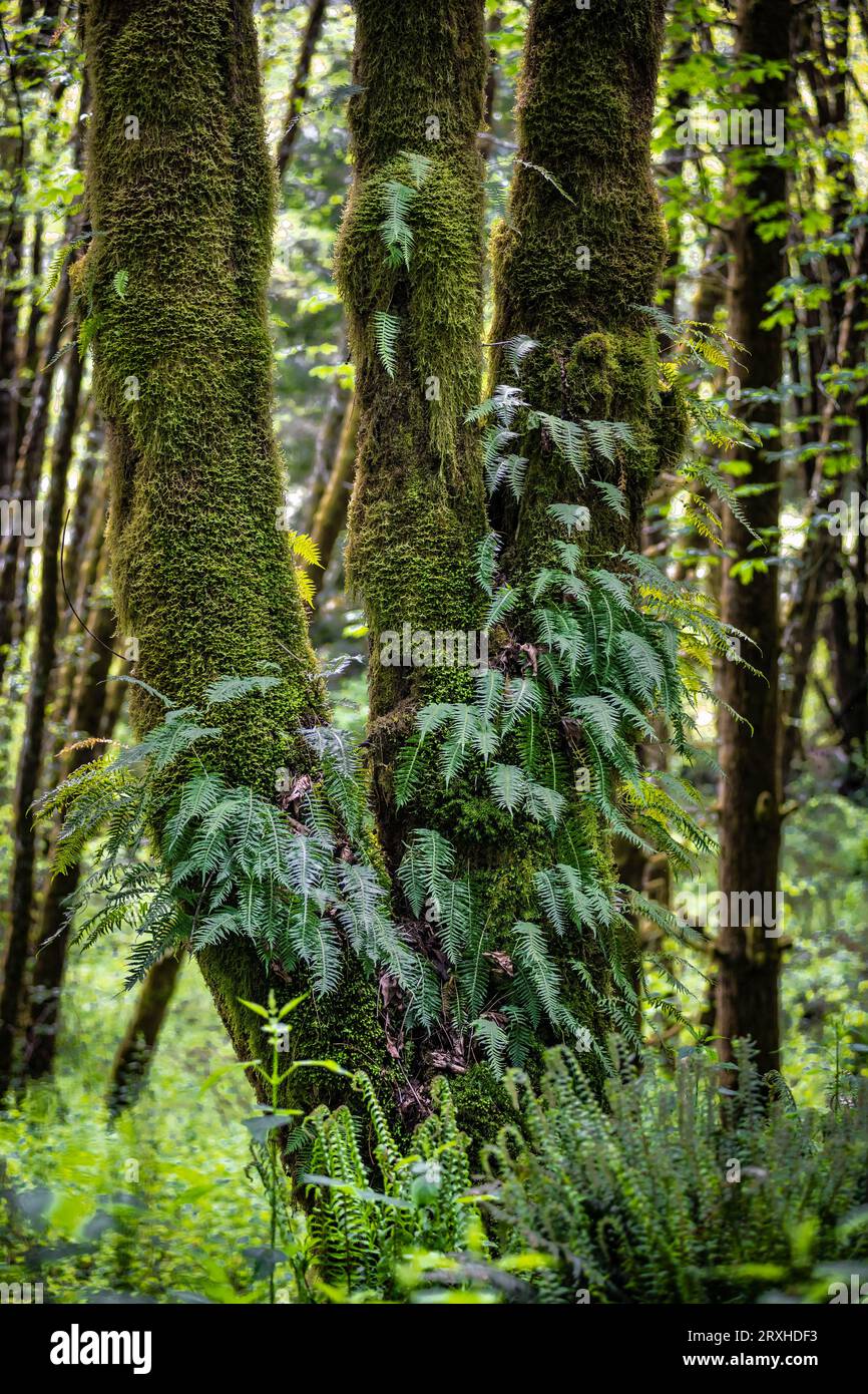 Ferns and moss growing from the trunk of a large leaf Maple tree in wet ...
