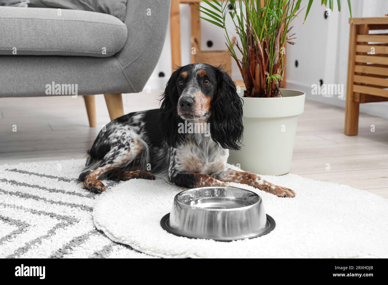 English cocker spaniel drinking water hi-res stock photography and ...