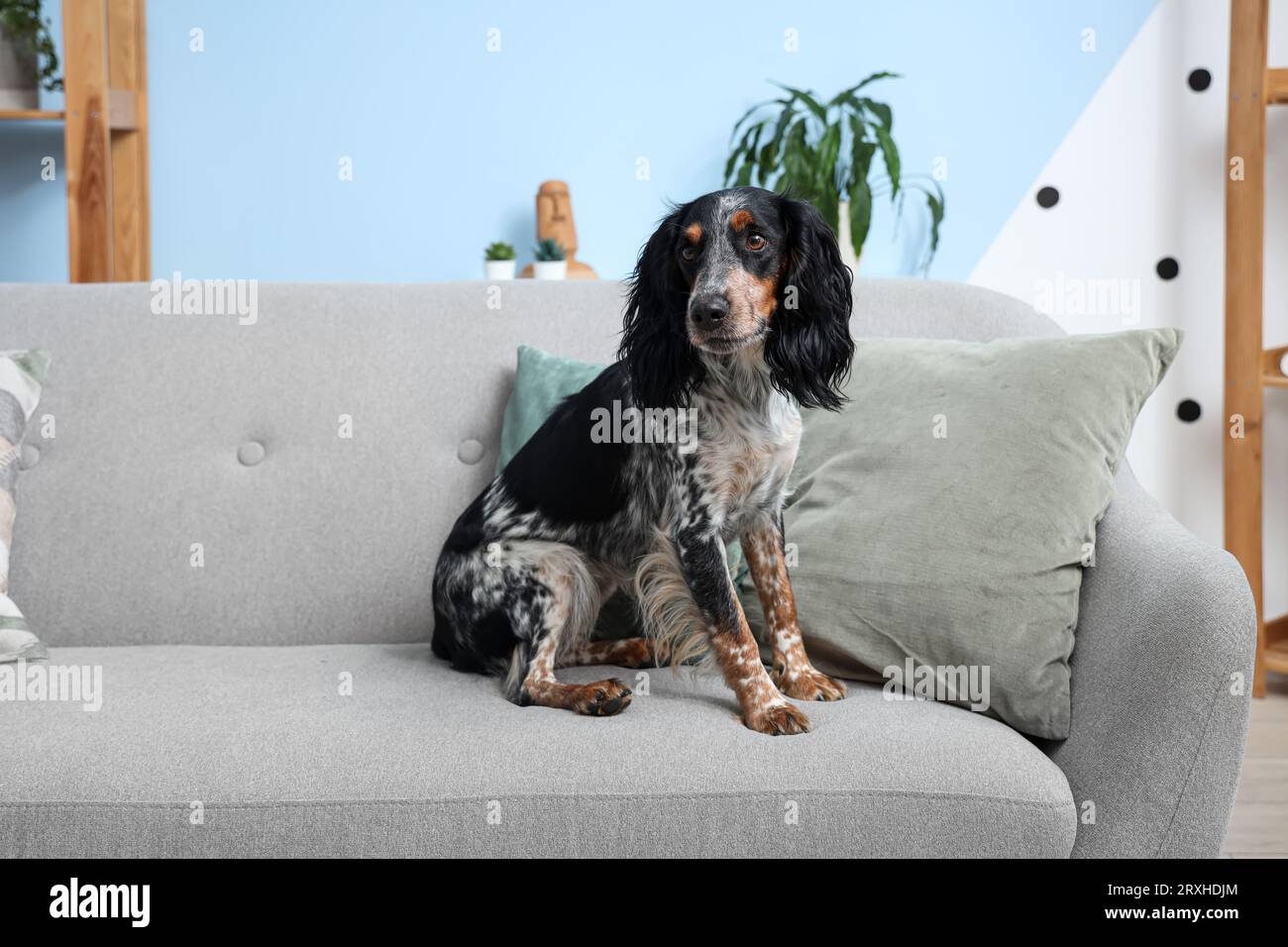 Cute cocker spaniel sitting on sofa in living room Stock Photo - Alamy