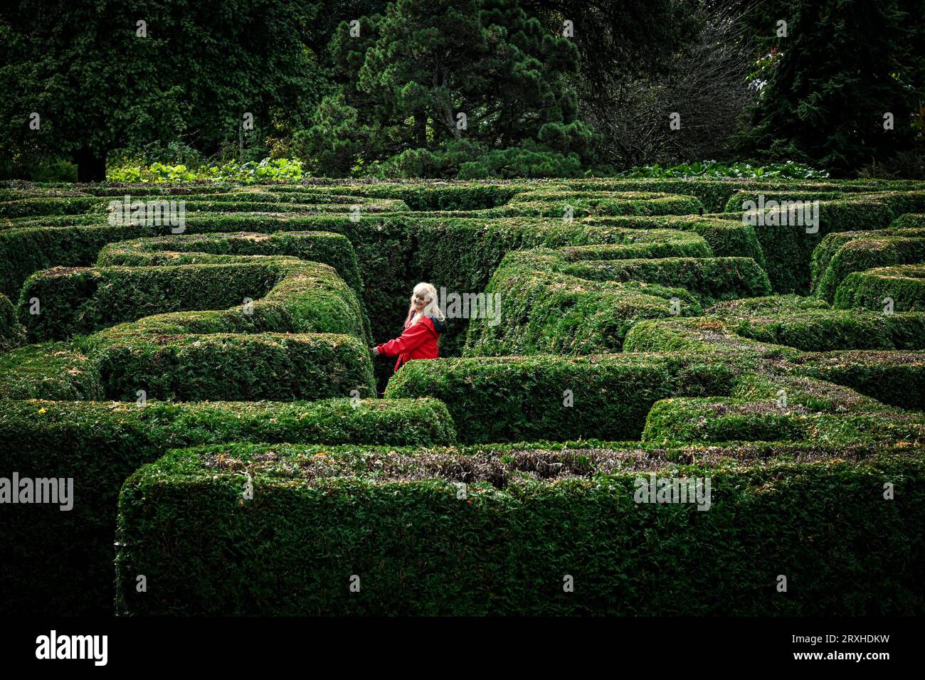 Garden maze thuja hi-res stock photography and images - Alamy