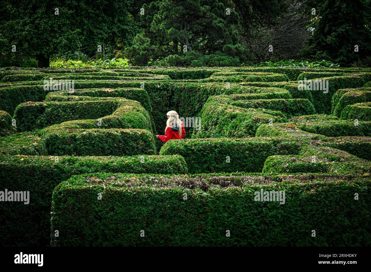 Garden maze thuja hi-res stock photography and images - Alamy
