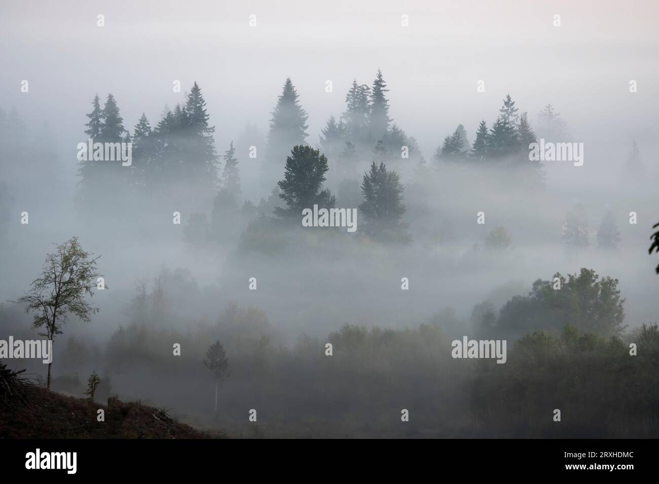 Morning fog evergreen trees trees hi-res stock photography and images ...