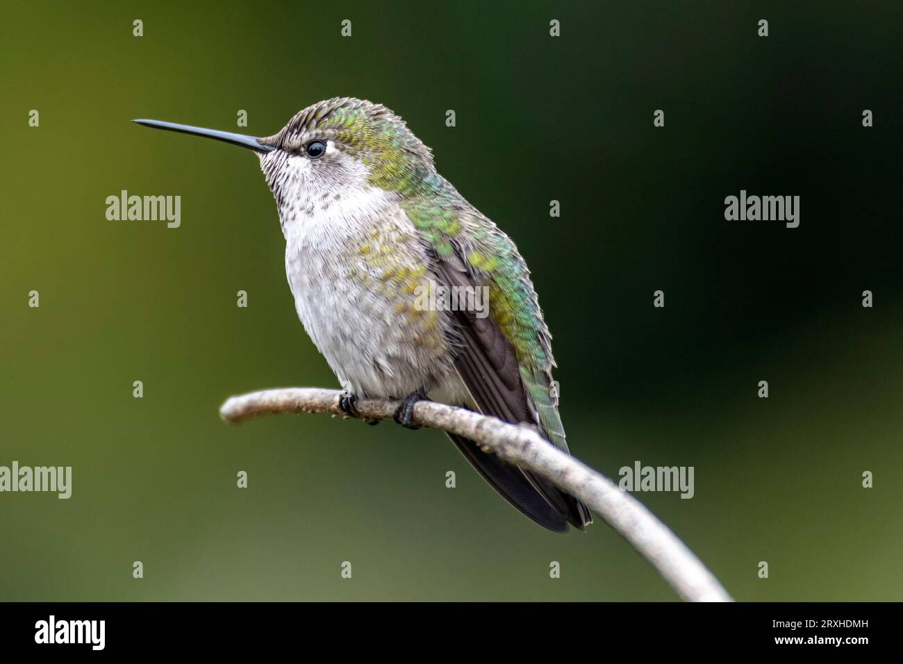 Female anna hummingbird hi-res stock photography and images - Alamy