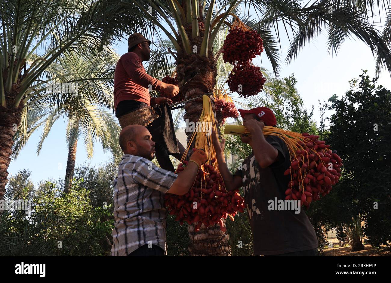 Deir Al Balah, Gaza. 25th Sep, 2023. Palestinian farmers pick dates ...