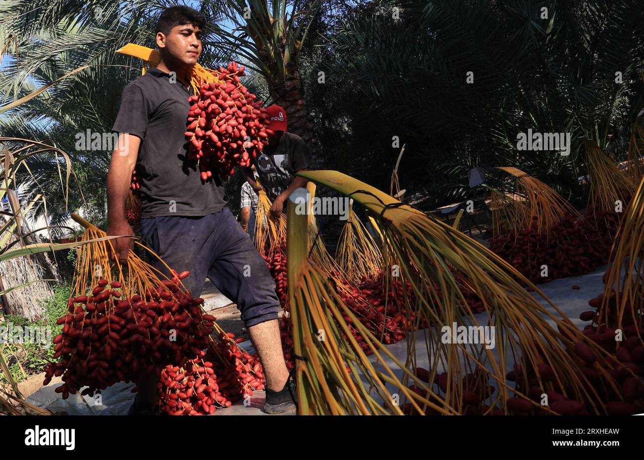 Deir Al Balah, Gaza. 25th Sep, 2023. A Palestinian farmer picks from a ...