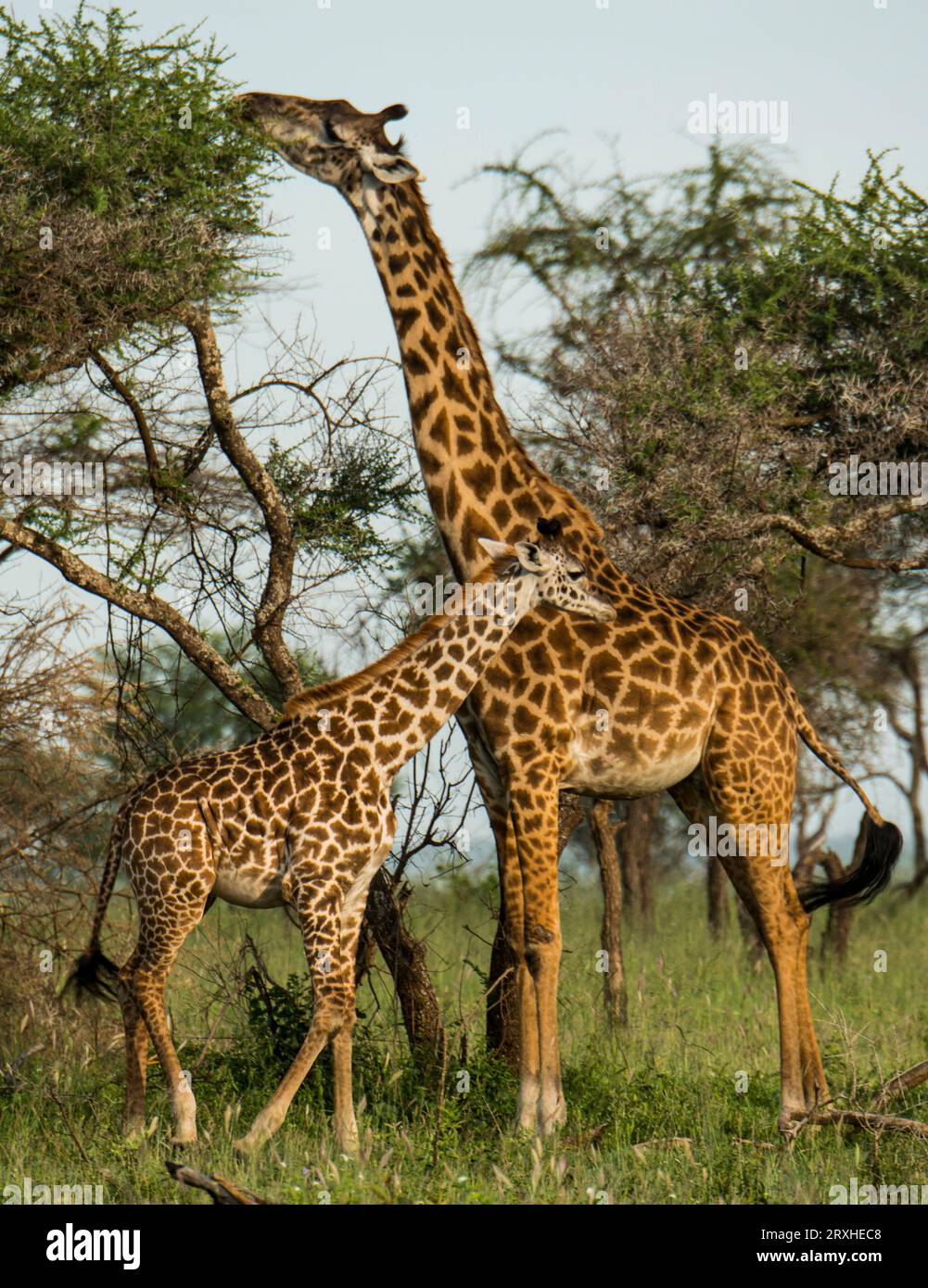 Giraffe eating in serengeti hi-res stock photography and images - Alamy