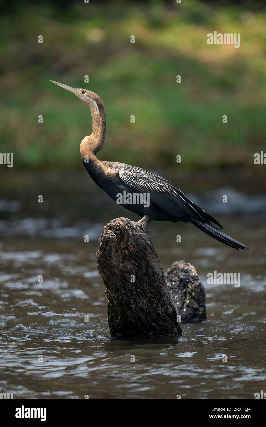Portrait of African darter (Anhinga rufa) in profile, standing on dead ...