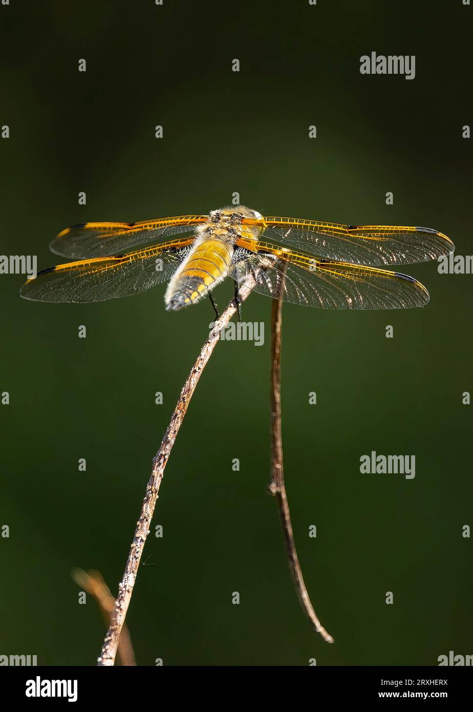 Alaska insects hi-res stock photography and images - Alamy