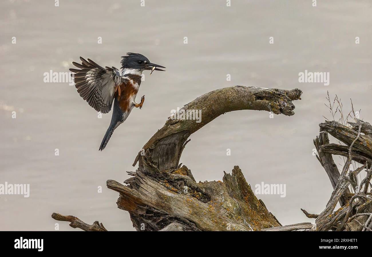 Bird carrying a small fish lands on driftwood at the water's edge ...