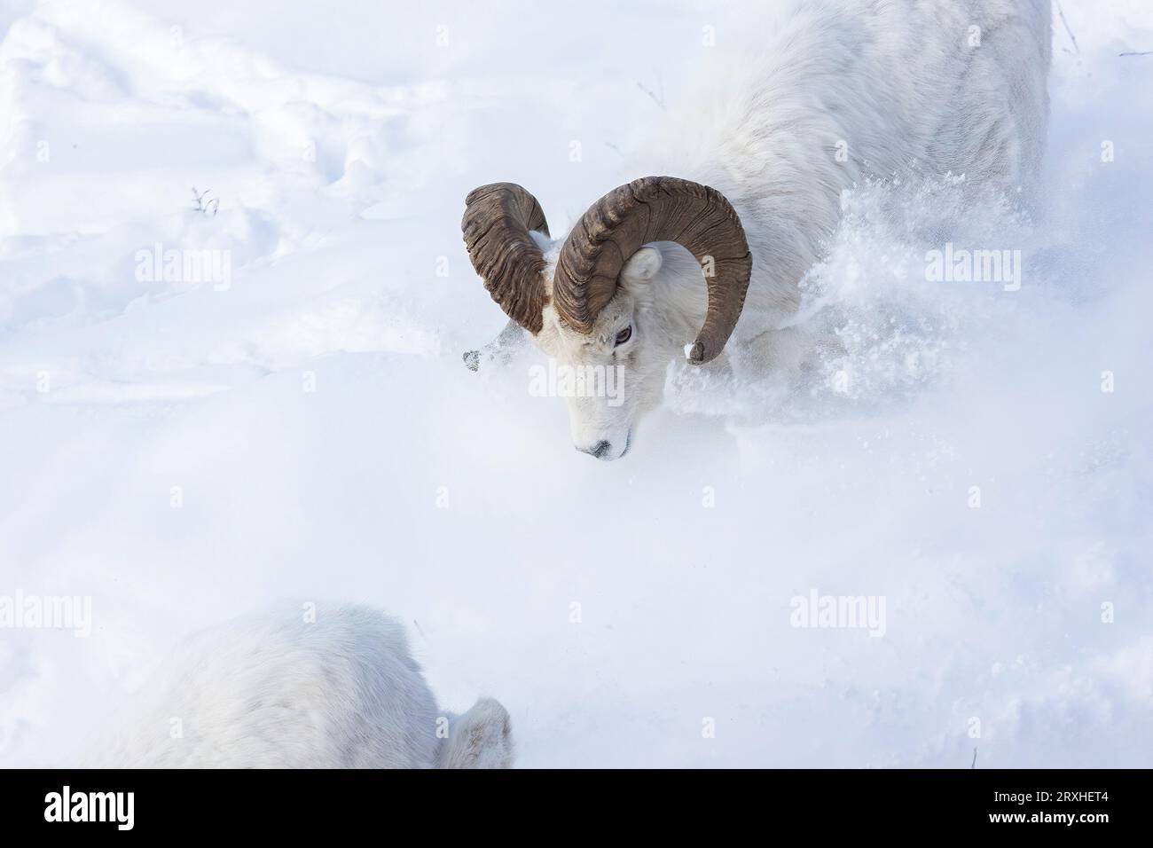 View from directly above of a male Bighorn sheep (Ovis canadensis ...