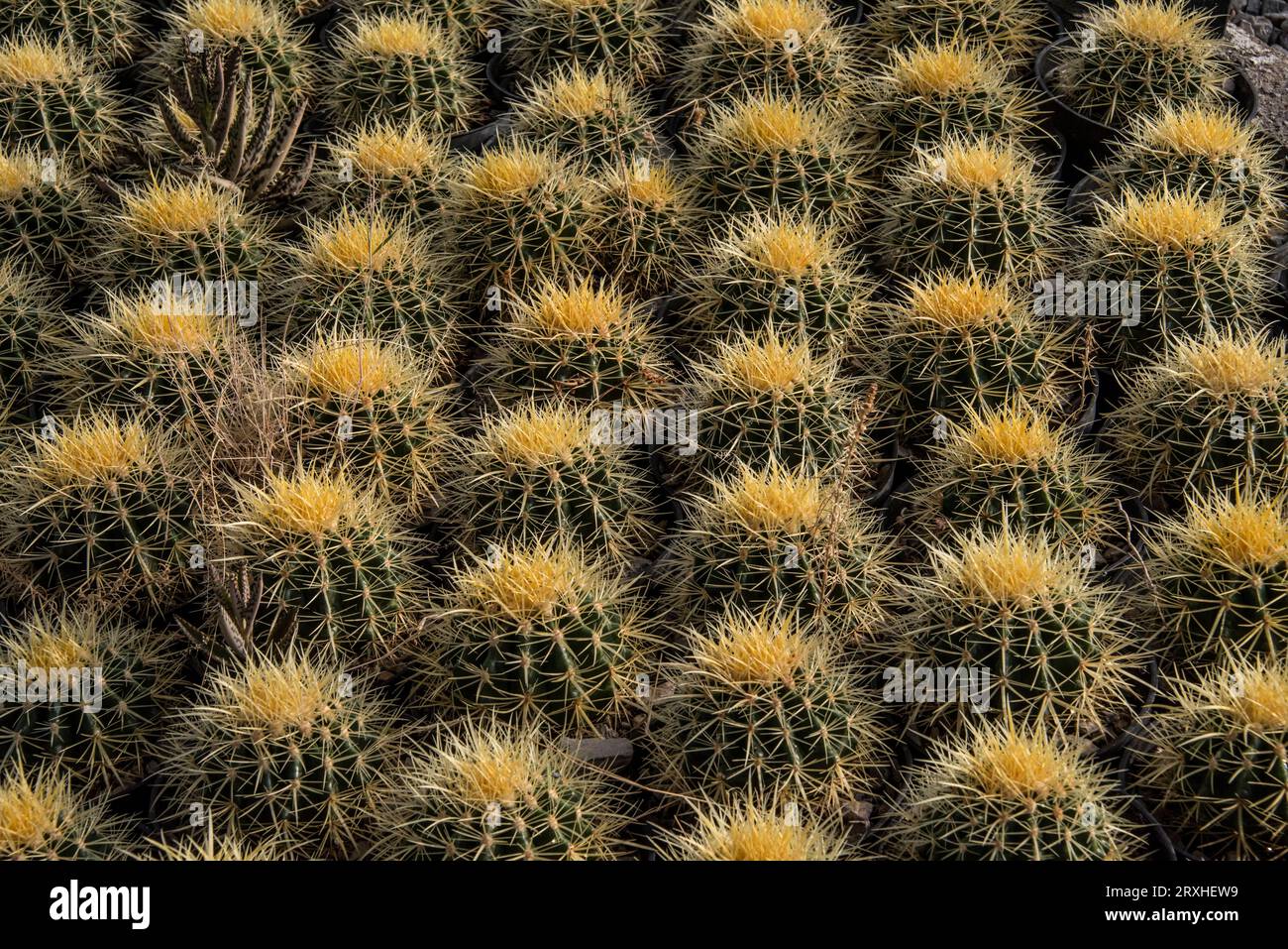 Sharp plants hi-res stock photography and images - Alamy