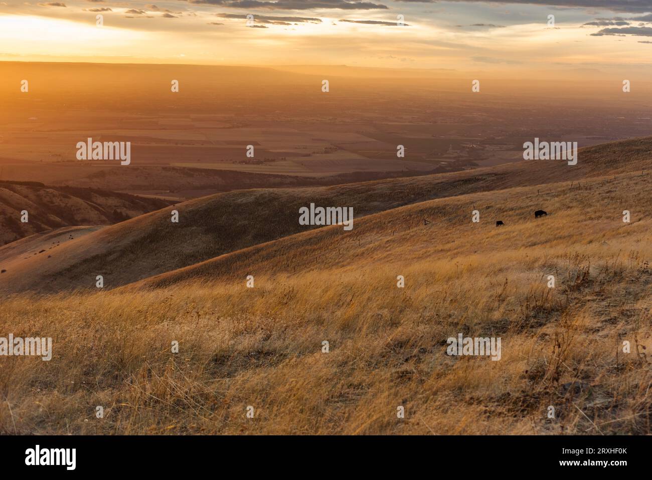 Cattle sunset washington hi-res stock photography and images - Alamy
