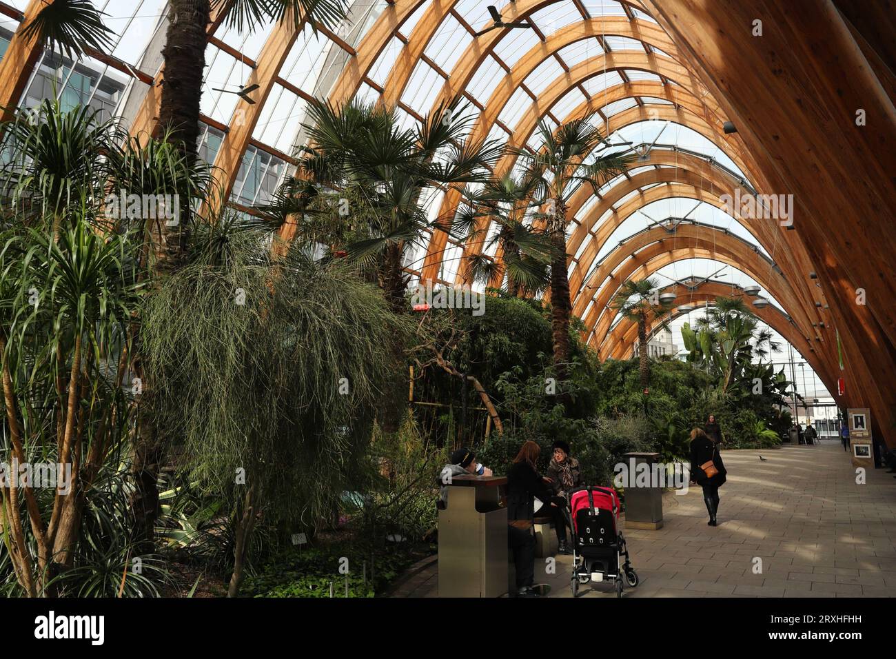 Tropical plants in the winter garden, glasshouse, Sheffield city centre ...