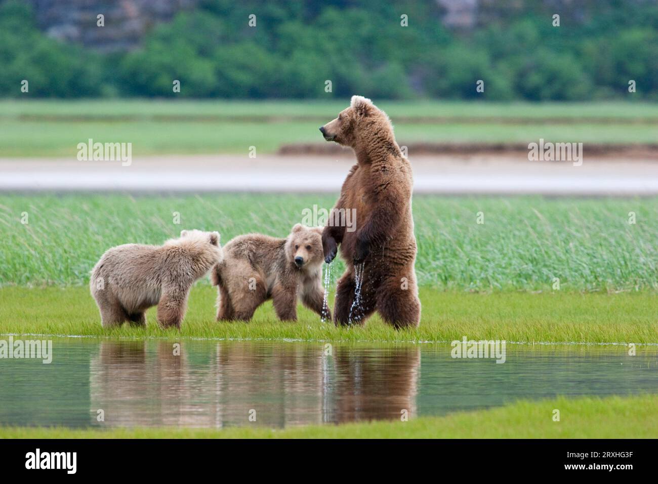 Coastal Brown Bear Sow With Her Two Spring Cubs At Hallo Bay, Katmai ...