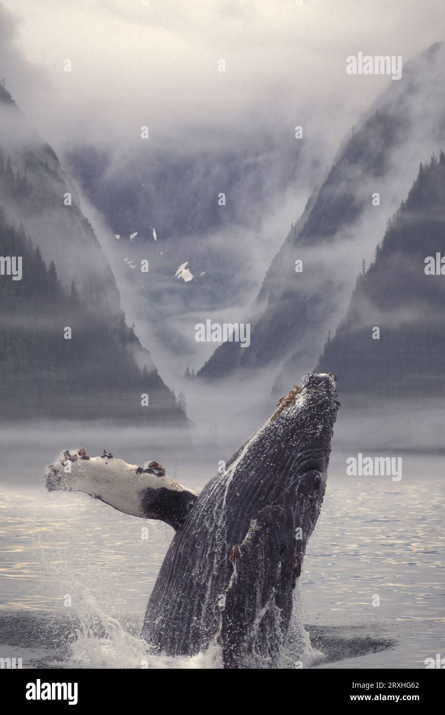Composite Humpback Whale Breaching With Mist-Covered Mountains In The ...