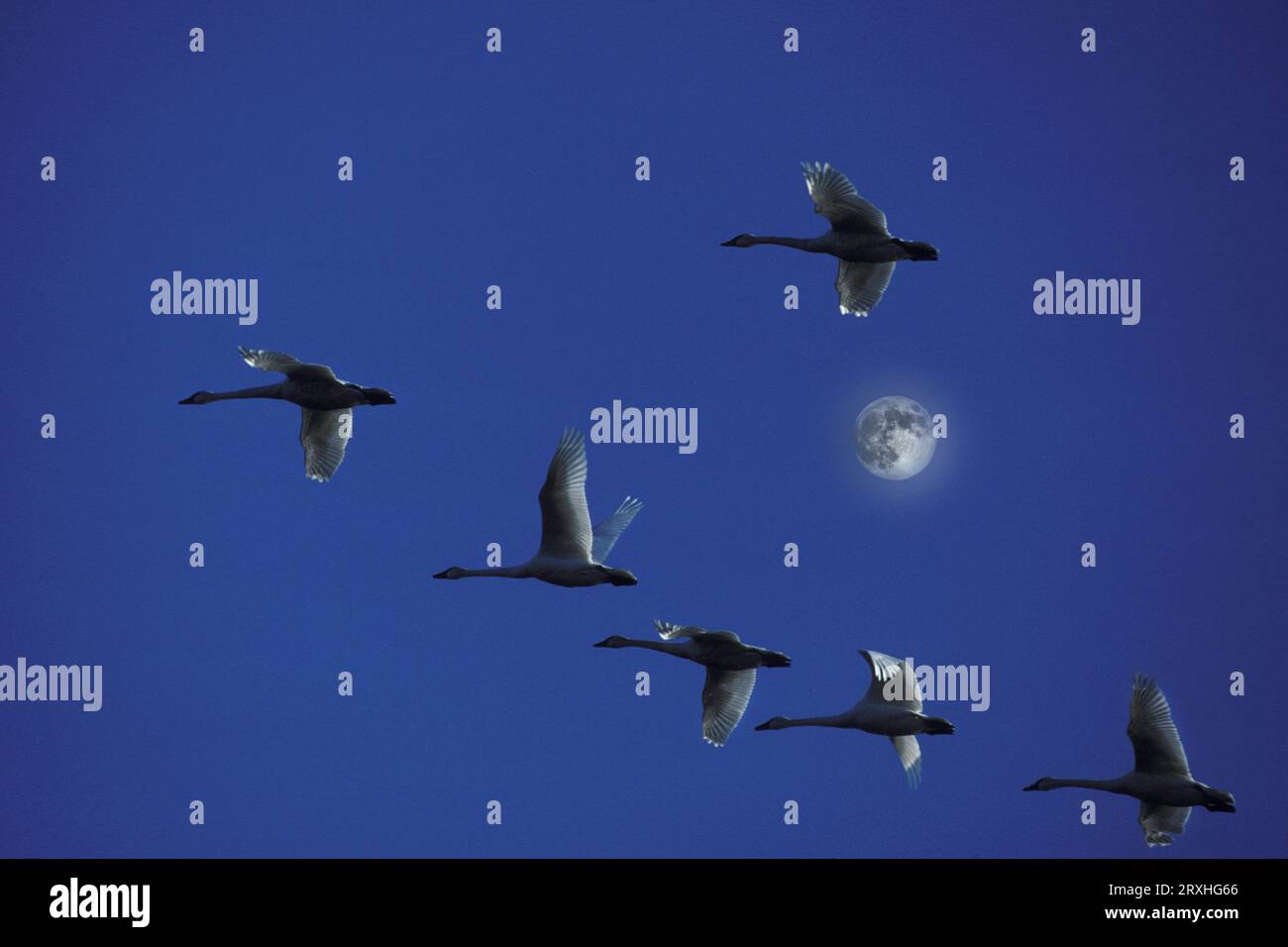 Tundra Swans In Flight During Migration Along The Pacific Flyway ...