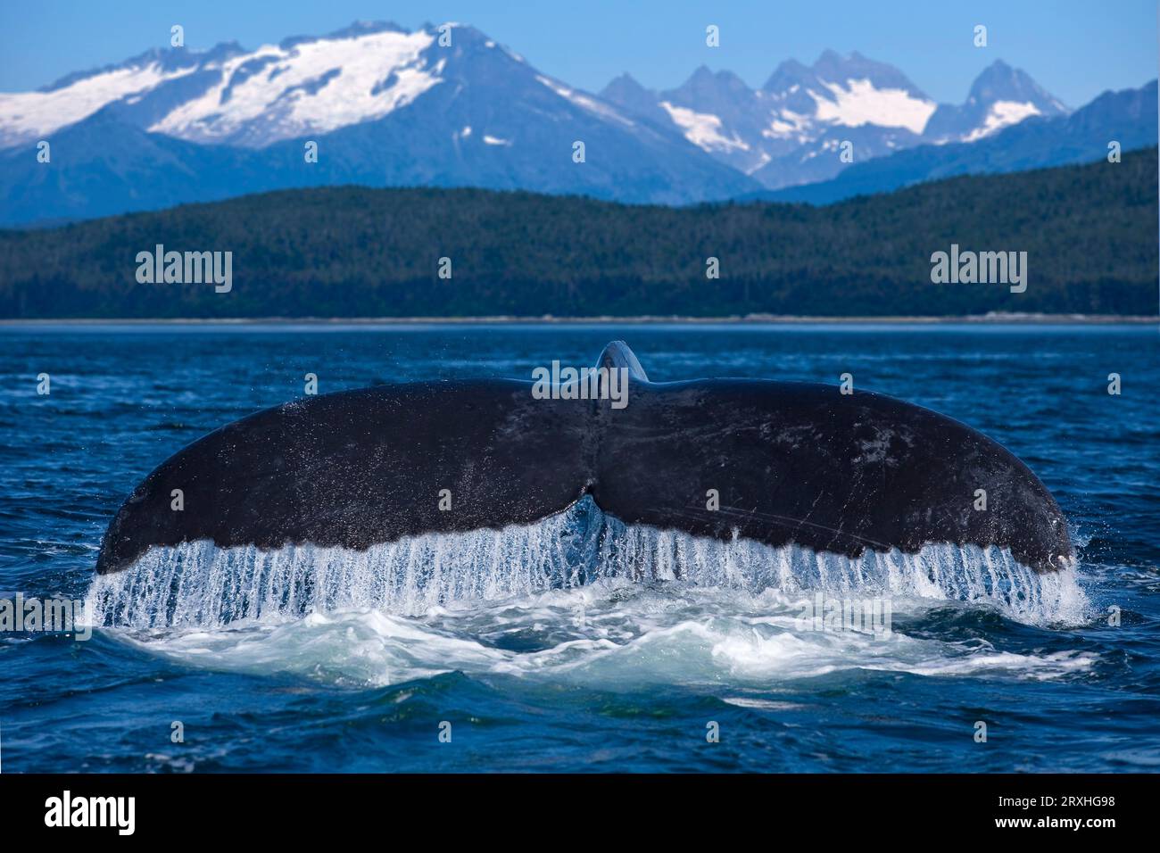 A Humpback Whale Lifts Its Flukes Just Before Sliding Back Beneath The ...