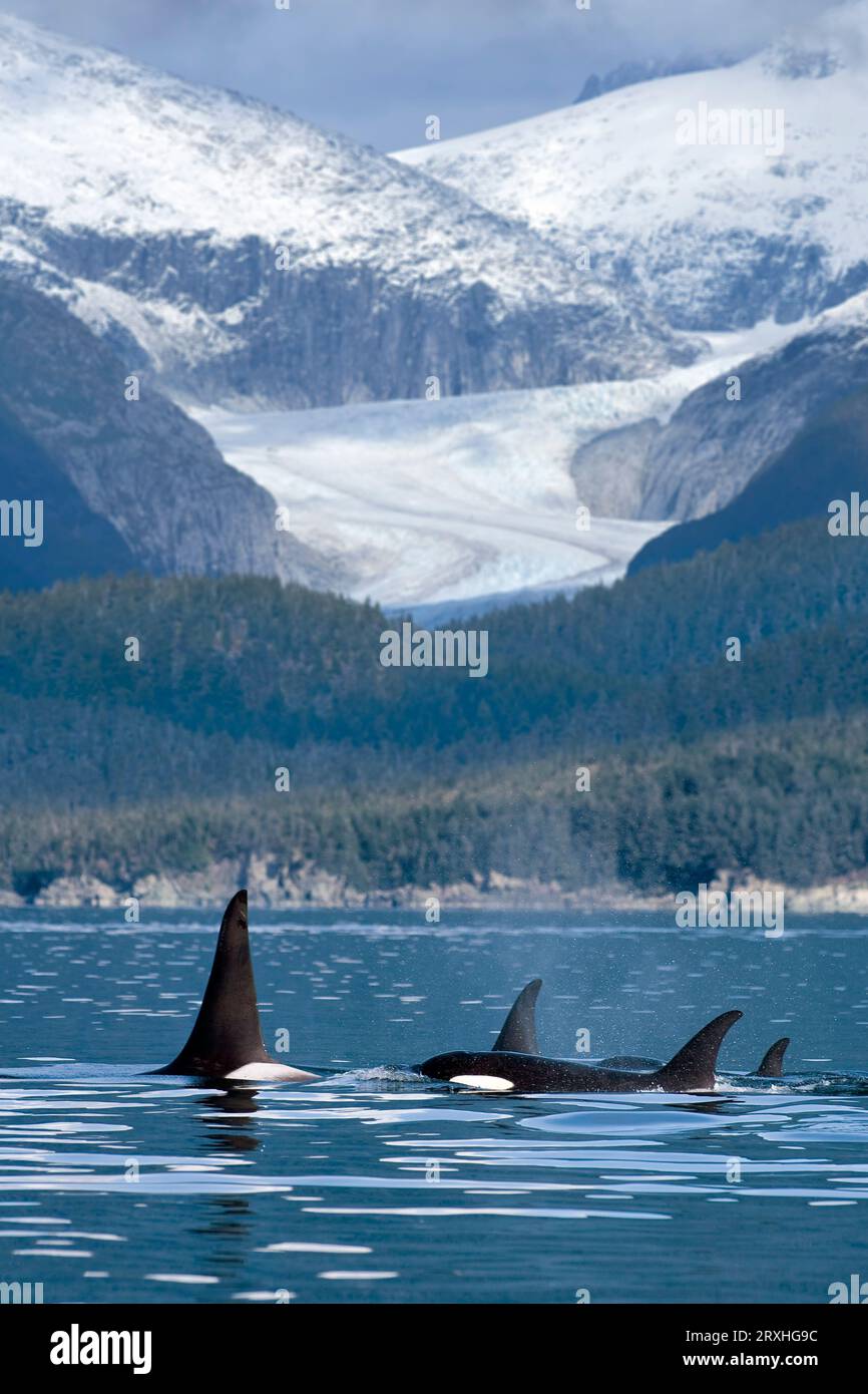 A Pod Of Orca Whales Surface In Favorite Passage Near Juneau With Eagle ...