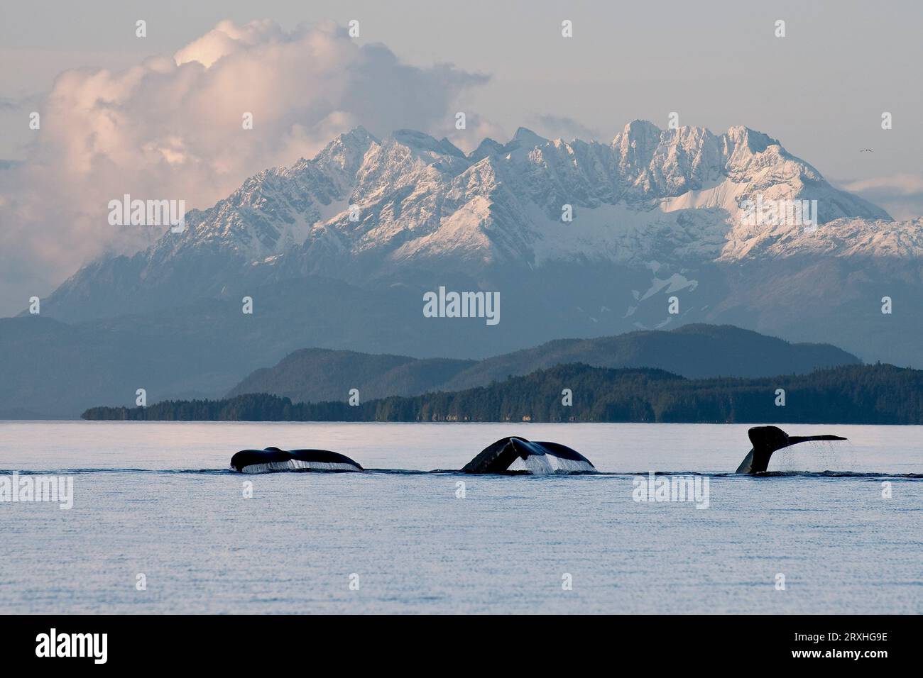 Humpback Whale Pod Lifts Their Flukes Just Before Sliding Back Beneath ...
