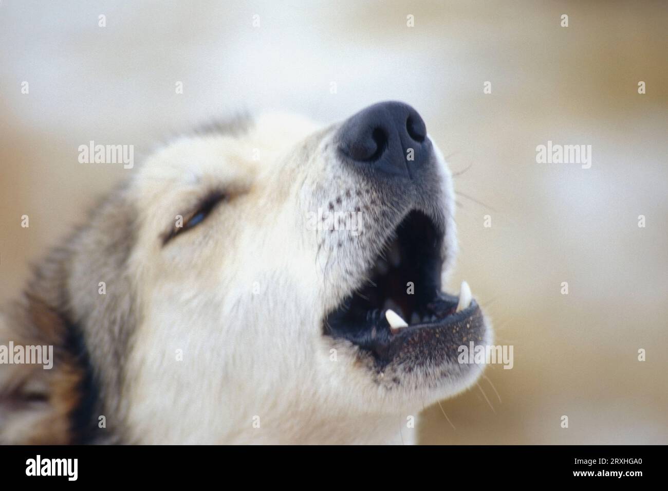 Portrait Of A Howling Sled Dog Winter We Alaska Stock Photo - Alamy