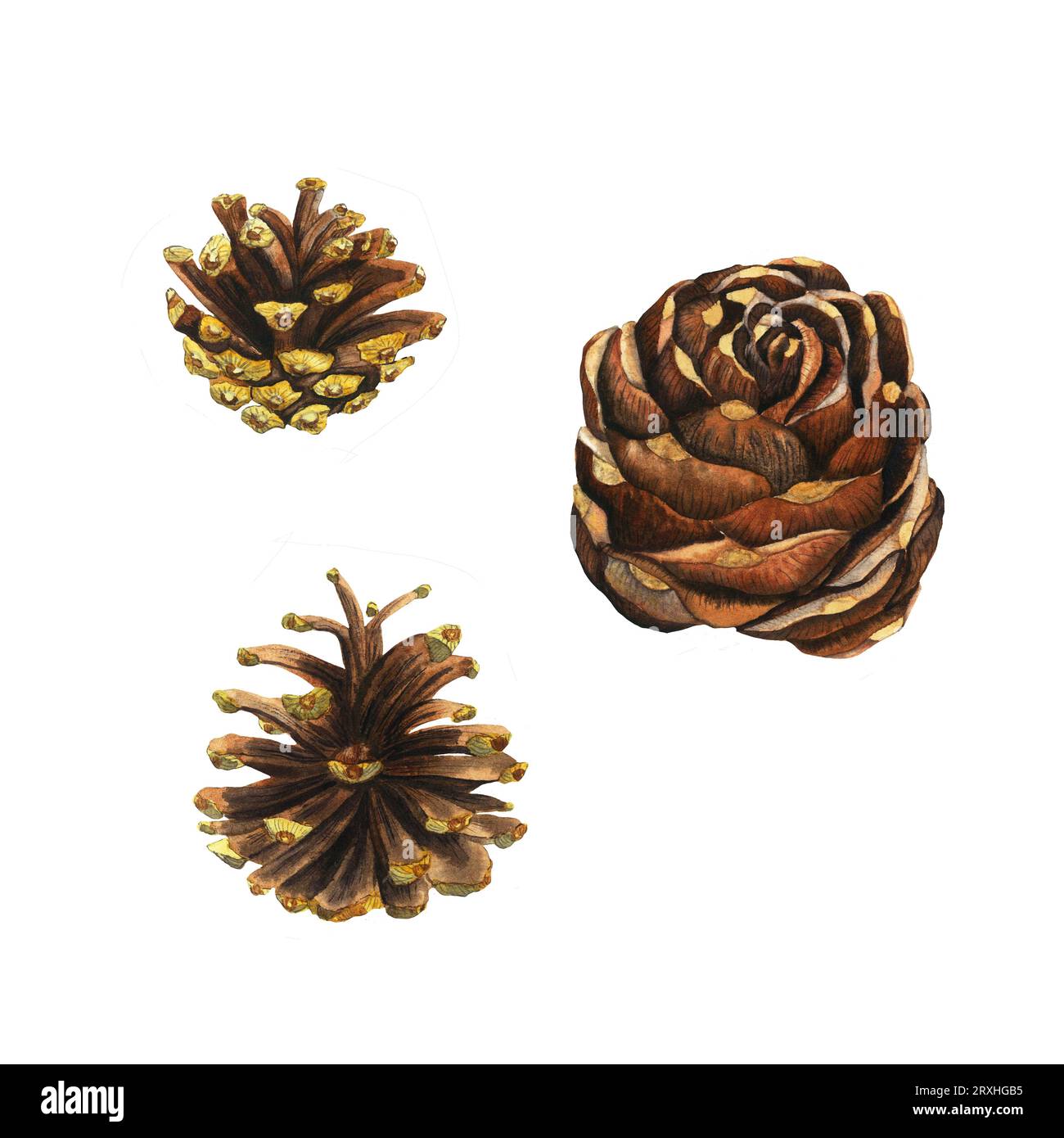Set of watercolour pine cone hand drawn illustration isolated on white ...
