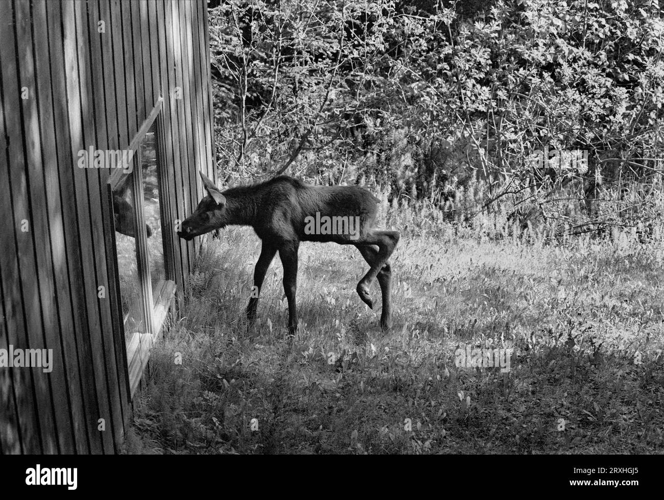 Moose Looking Through Window Anchorage Alaska Stock Photo - Alamy