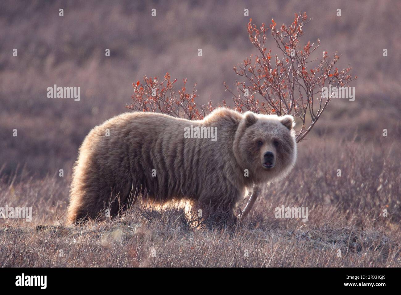 Brown Bear In Denali National Park, Interior Alaska, Spring Stock Photo ...