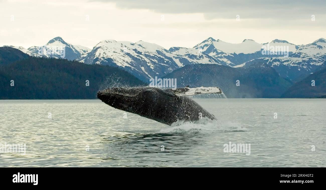 Humpback Whale Breaches Near Glacier Bay National Park, Alaska Stock ...