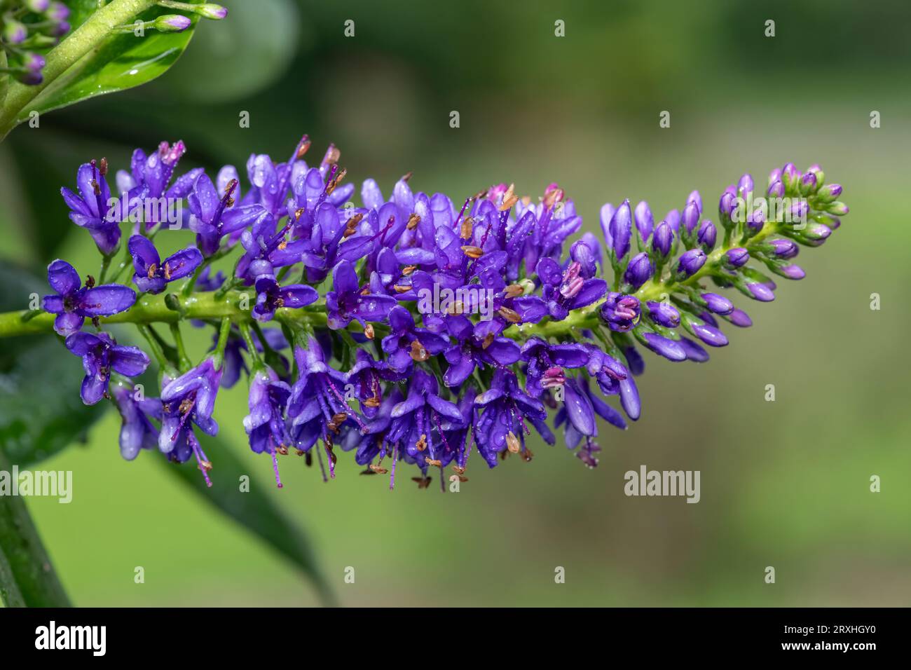 Close up of a purple hebe flower in bloom Stock Photo - Alamy