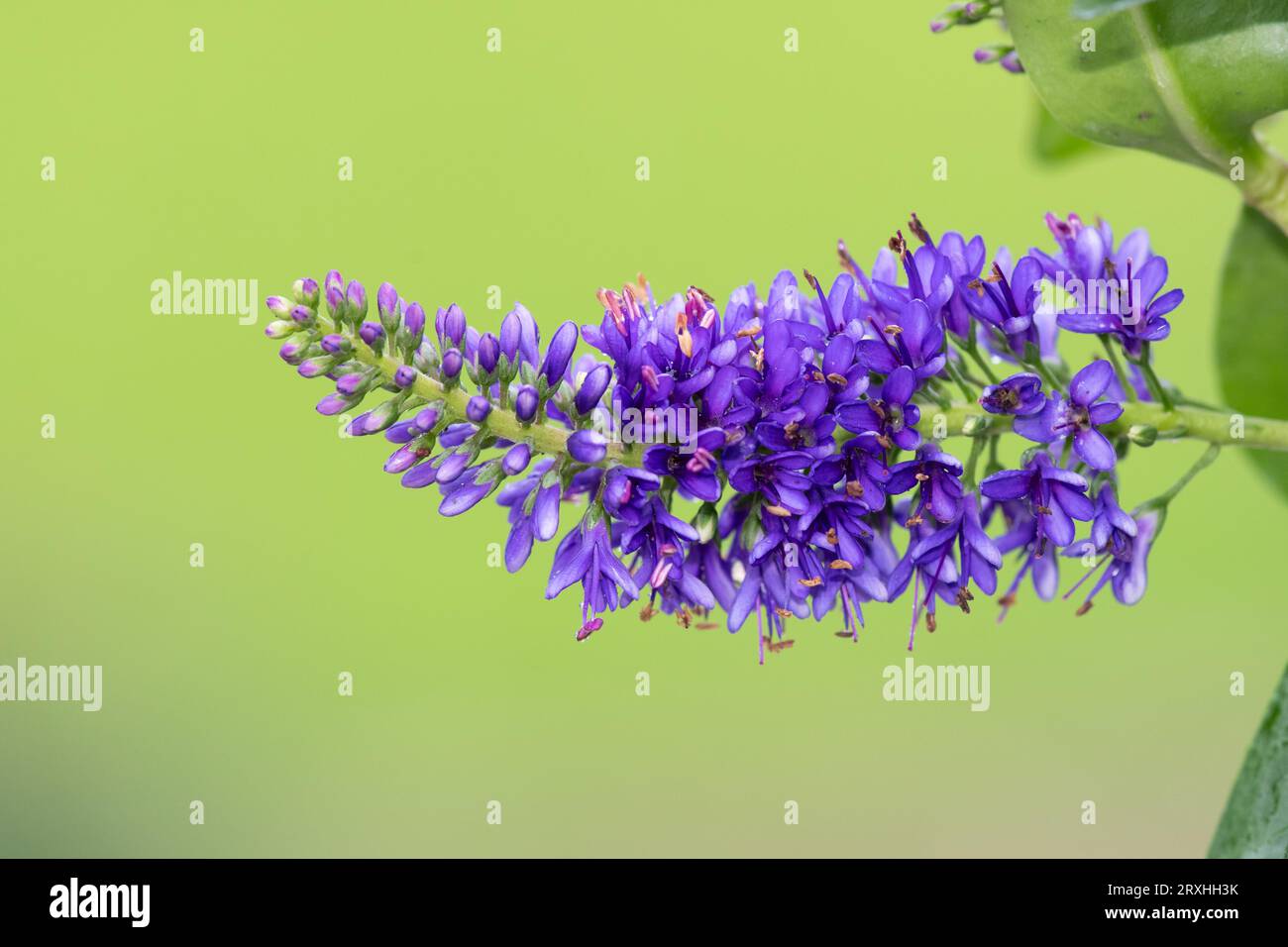 Close up of a purple hebe flower in bloom Stock Photo - Alamy